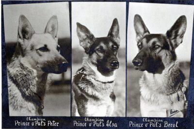 German Shepherd Dog History: Where the Breed Originated