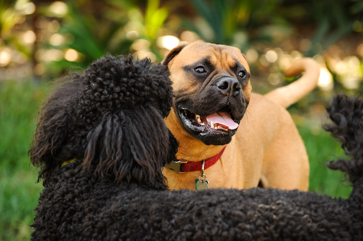 Dog-to-Dog Greetings: How to Perfect Meetings With Other Dogs