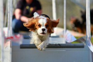 Flyball 101: How to Compete in Flyball for Dogs – American Kennel Club