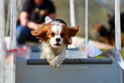 Flyball 101: How to Compete in Flyball for Dogs – American Kennel Club