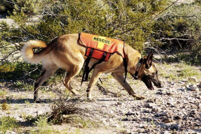 How Search-and-Rescue Dogs Find Missing People