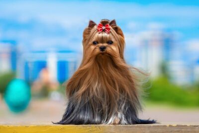How to Groom a Yorkshire Terrier – American Kennel Club