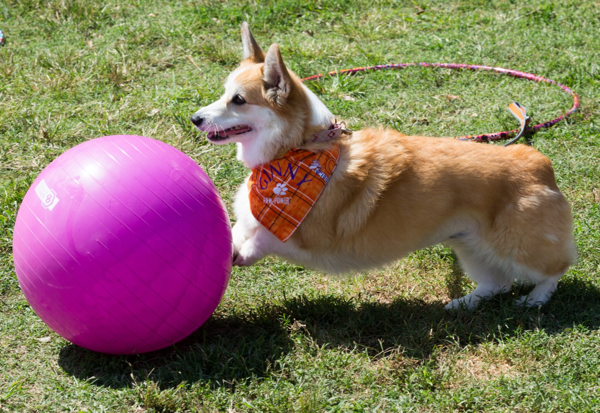 AKC Responsible Dog Ownership Days Return for the 19th Year: Host an ...