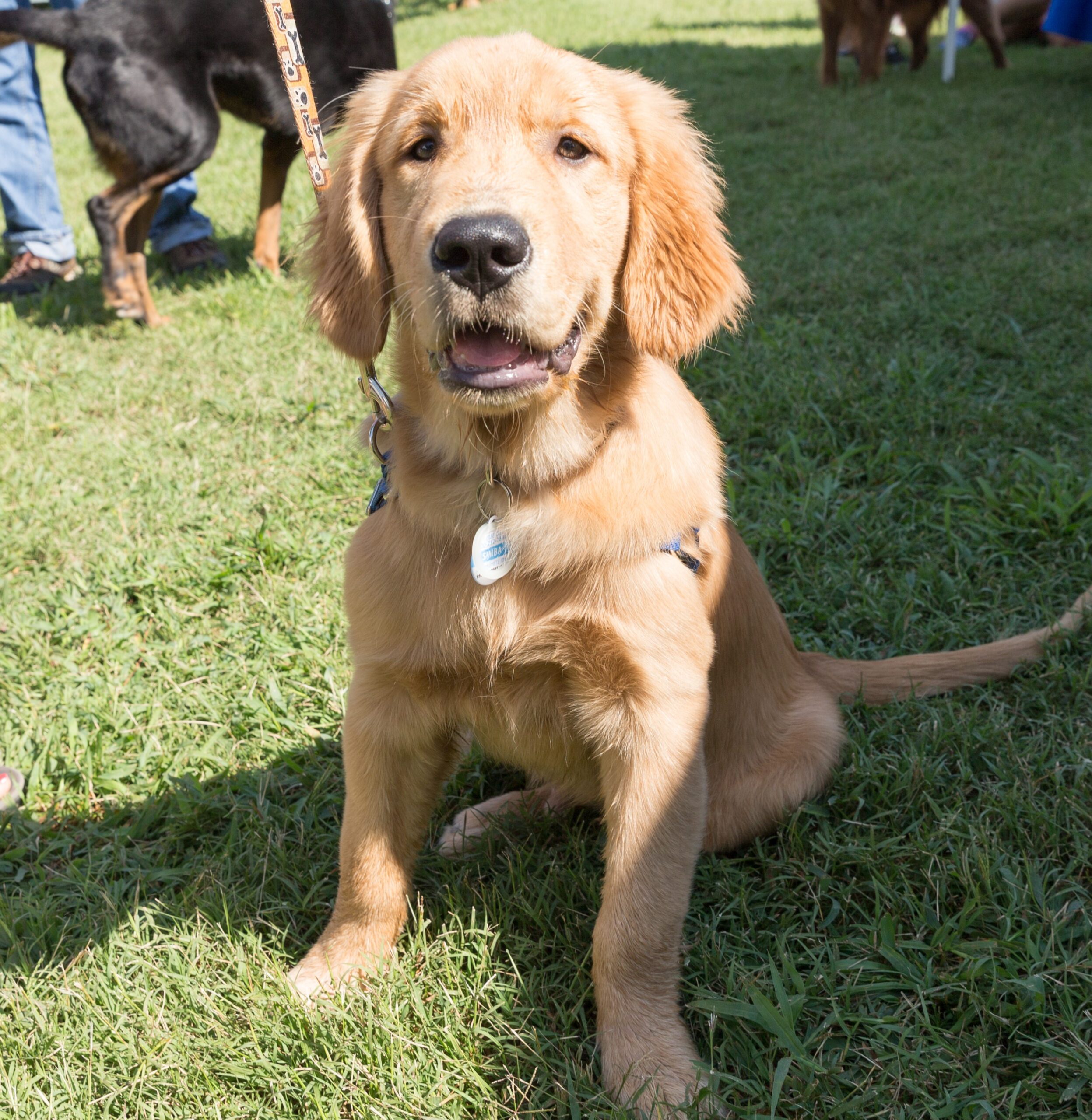 AKC Responsible Dog Ownership Days Return for the 19th Year: Host an ...
