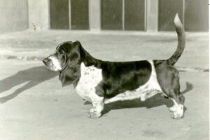 Basset Hound History: A Noble Clown & Loyal Hunting Dog – American ...