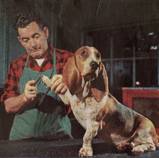 Basset Hound History: A Noble Clown & Loyal Hunting Dog – American ...