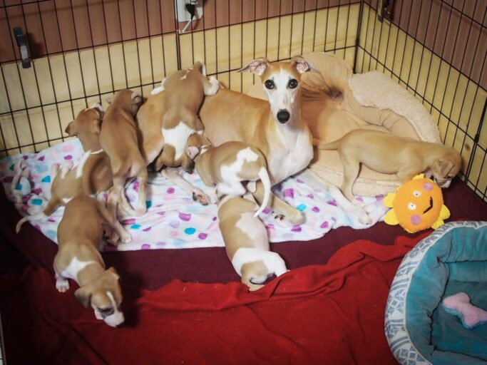 Good Nutrition for the Expectant Dam – American Kennel Club