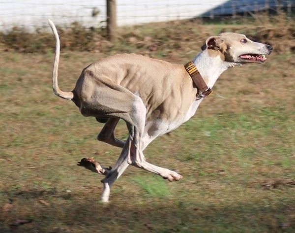 AKC Breeder Spotlight: Deb Kidwell-Taylor of Kel Simoon Azawakh ...