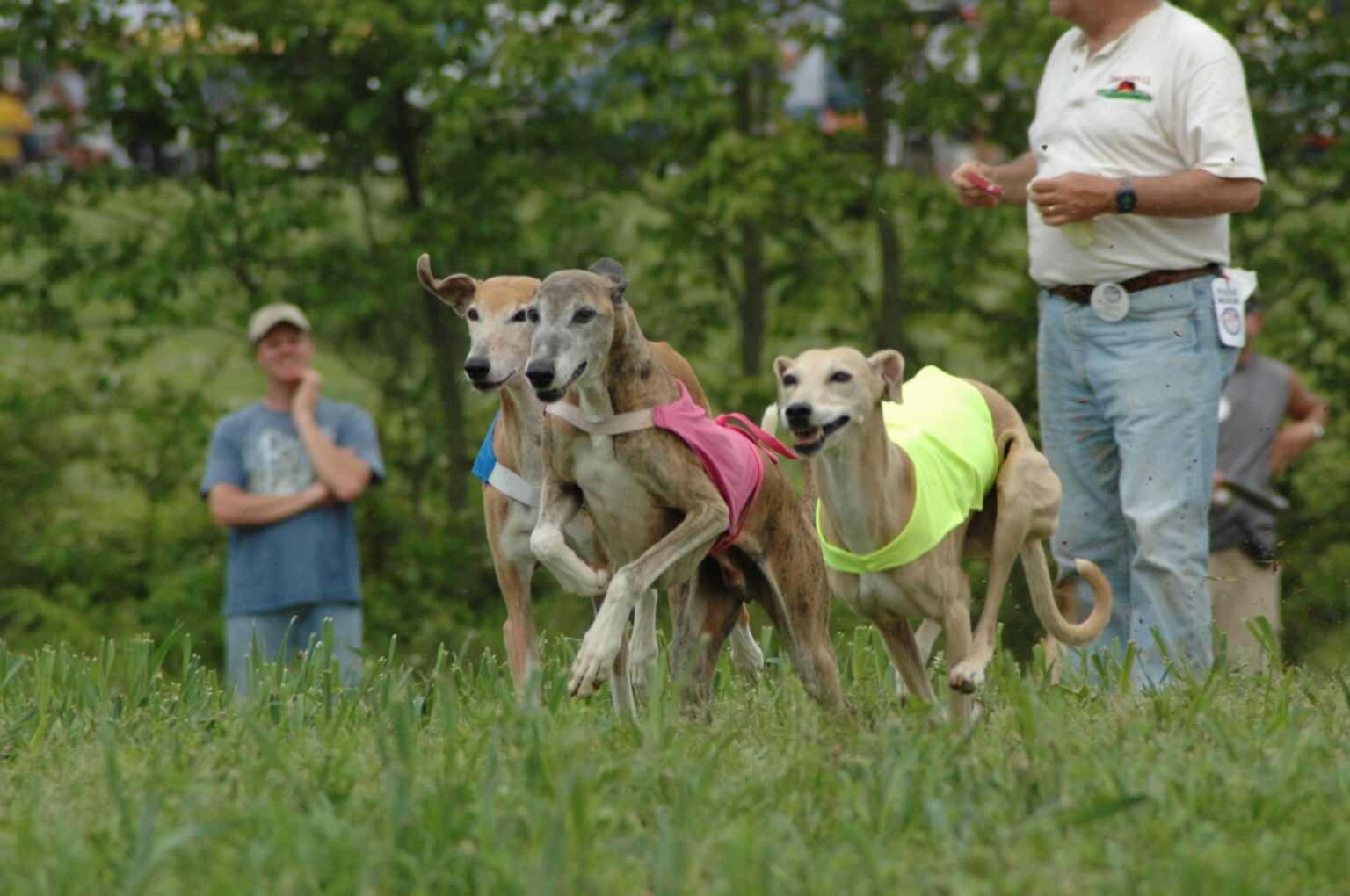 AKC Breeder Spotlight: Deb Kidwell-Taylor of Kel Simoon Azawakh ...