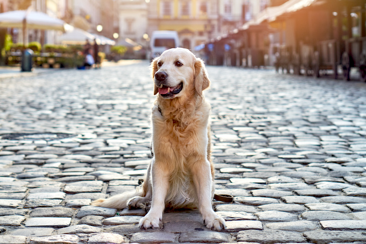 Global Canines: A Look at International Dog Culture