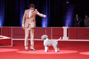 Dog Shows: Conformation & Breed Competiton Events