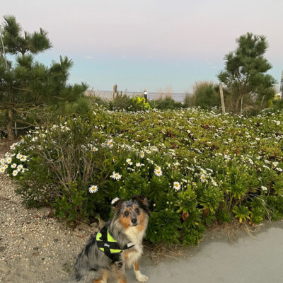 Photo Gallery: Out on the Town – American Kennel Club