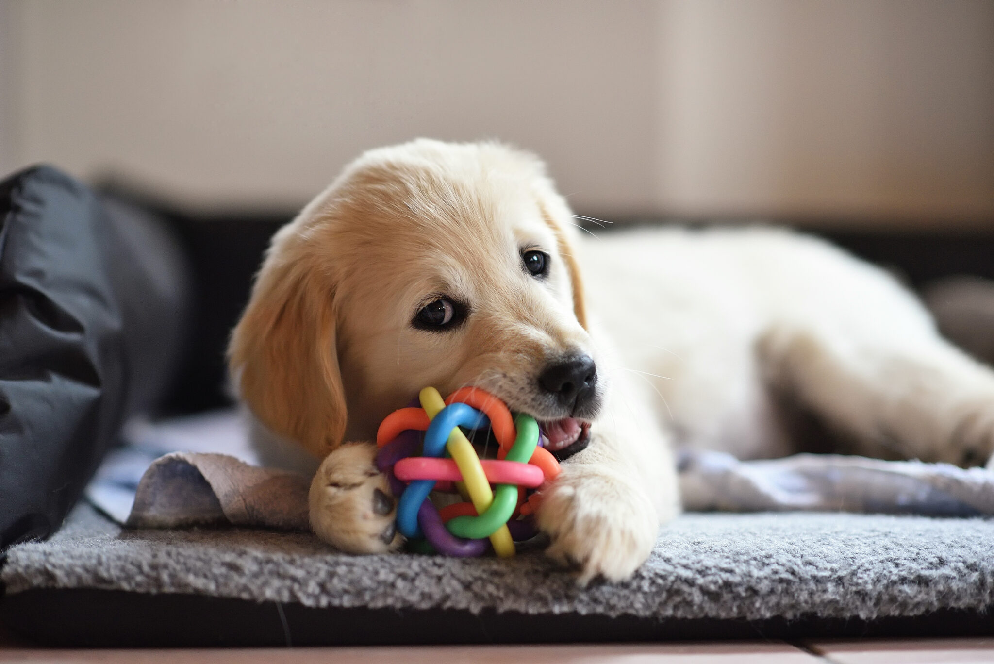 Puppy Training: How to Train a Puppy - Tips & Tricks