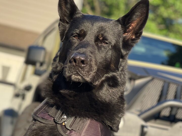 The AKC Humane Fund Awards For Canine Excellence (ACE) – American ...