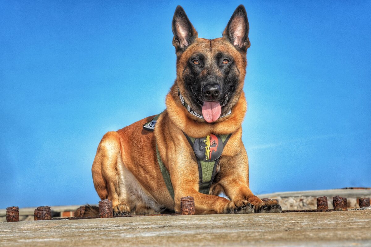 The AKC Humane Fund Awards For Canine Excellence (ACE) – American ...