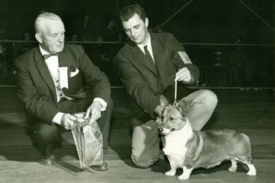 Pembroke Welsh Corgi History: Where the Breed Originated