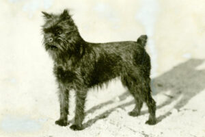 Dog Breeds – American Kennel Club