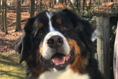 Therapy Dog "Teddy" Awarded for Extraordinary Sense of Empathy ...