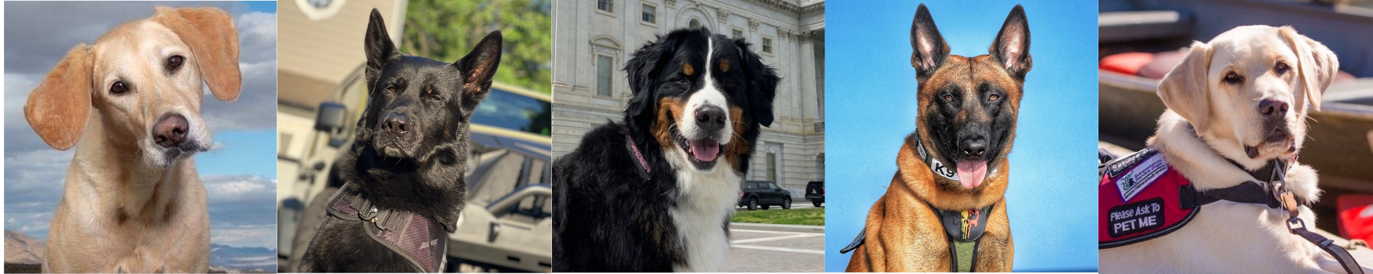 Five Heroic Dogs Honored with 2021 AKC Humane Fund Awards for Canine ...