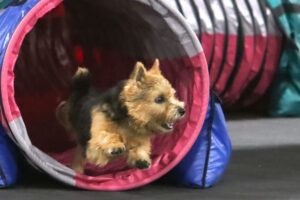 Three-Legged Norwich Terrier Competes as First 'Tripod' in Agility History
