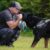 Police K-9 "Mattis" Awarded for Excellence and Bravery – American ...