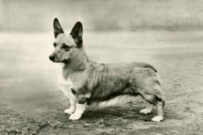 Pembroke Welsh Corgi History: Centuries-Old Cattle Herder to Family Pet