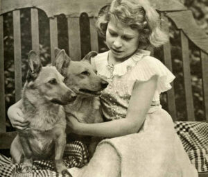 Pembroke Welsh Corgi History: Centuries-Old Cattle Herder to Family Pet