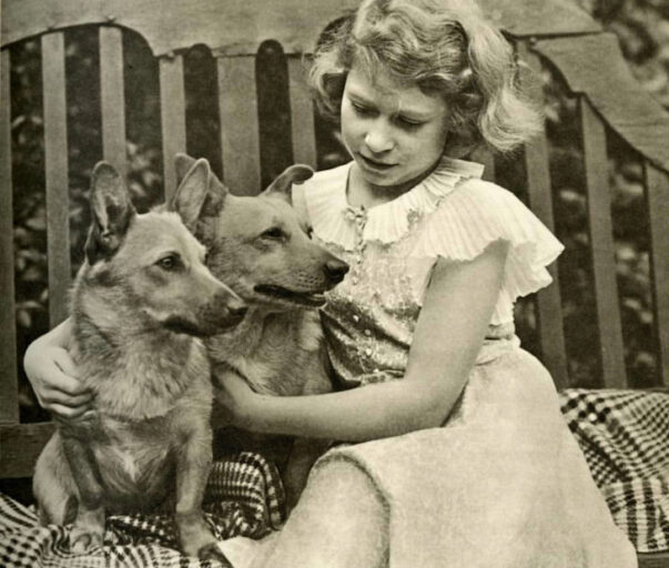 Pembroke Welsh Corgi History: Centuries-Old Cattle Herder to Family Pet