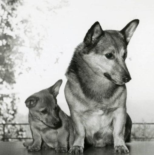 Pembroke Welsh Corgi History: Centuries-Old Cattle Herder to Family Pet
