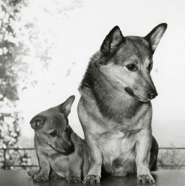 Pembroke Welsh Corgi History: Centuries-Old Cattle Herder to Family Pet