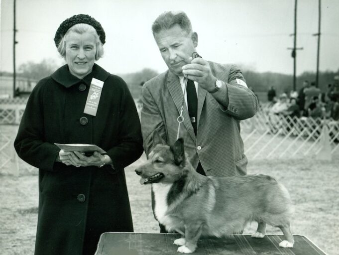 Pembroke Welsh Corgi History: Centuries-Old Cattle Herder to Family Pet