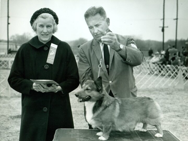 Pembroke Welsh Corgi History: Centuries-Old Cattle Herder to Family Pet