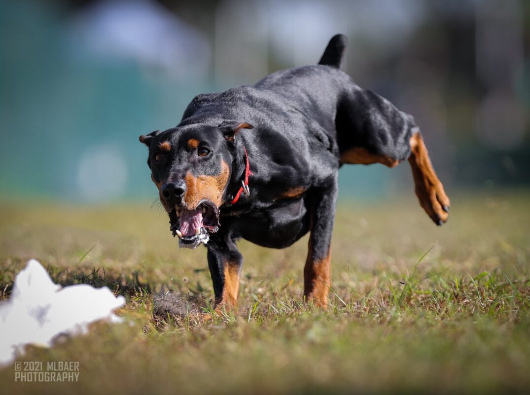Top Dogs Crowned at 2021 AKC Fast CAT Invitational – American Kennel Club