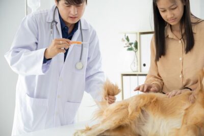 Immunotherapy (Allergy) Shots for Dogs: What to Know