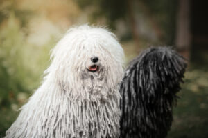 Puli History: Where the Breed Originated