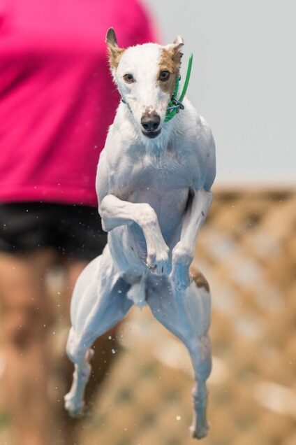 Reas the Whippet Named 2022 Fastest Dog in America