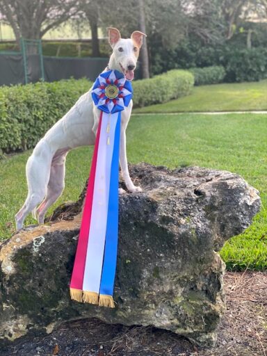 Reas the Whippet Named 2022 Fastest Dog in America