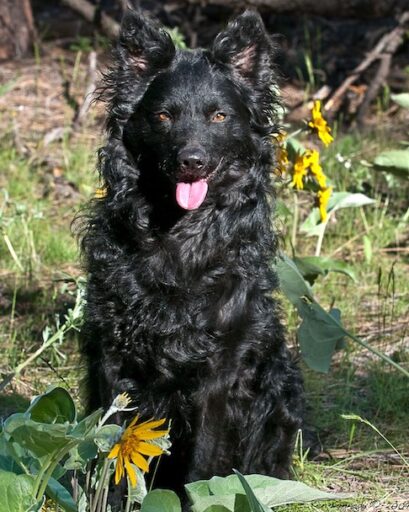 Meet the Mudi: AKC's Newly-Recognized Dog Breed in 2022