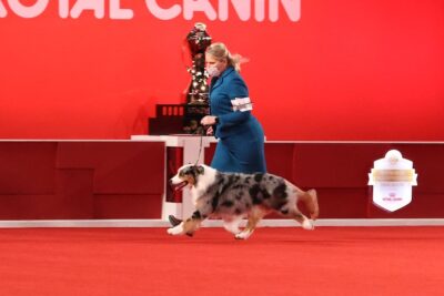 2021 AKC National Championship Group Winners – American Kennel Club