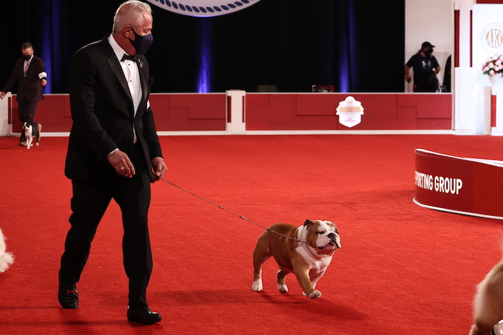 2021 AKC National Championship Group Winners – American Kennel Club