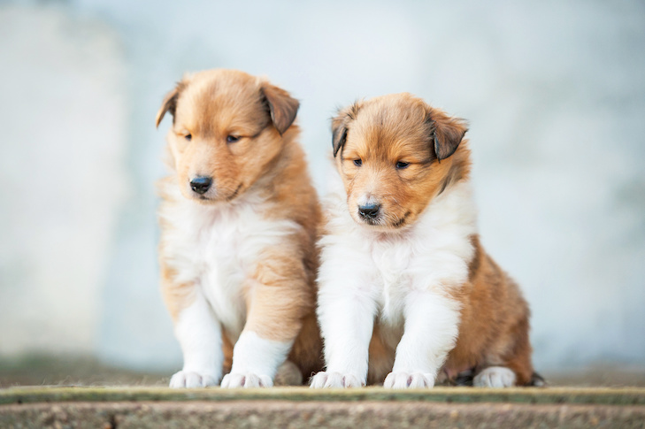 Collie vs. Shetland Sheepdog: How to Tell the Difference