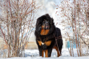 Mastiff Breeds: Meet These Large, Beautiful, and Protective Dogs
