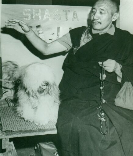 The Dog Breeds Beloved by Monks – American Kennel Club