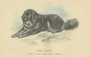 Tibetan Mastiff History: Ancient Guardian Monasteries
