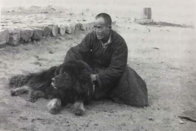 Tibetan Mastiff History: Ancient Guardian Monasteries