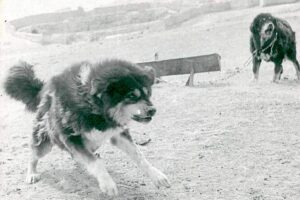 Tibetan Mastiff History: Ancient Guardian Monasteries