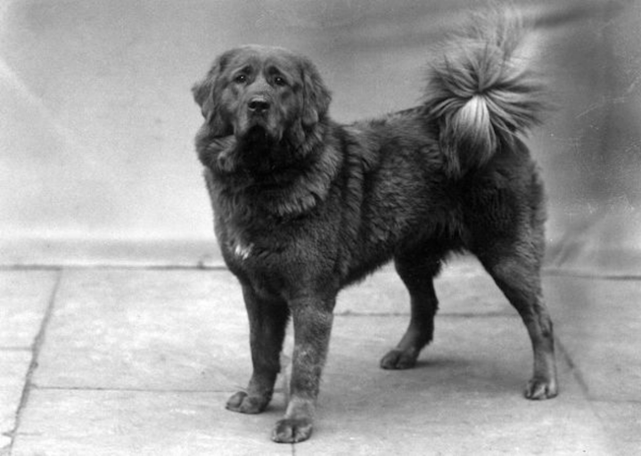 Tibetan Mastiff History: Ancient Guardian Monasteries