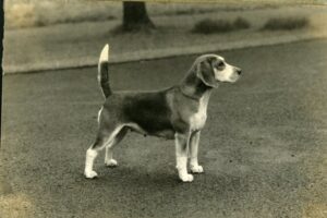 Beagle History: Where the Breed Originated