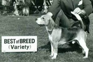 Beagle History: Where the Breed Originated