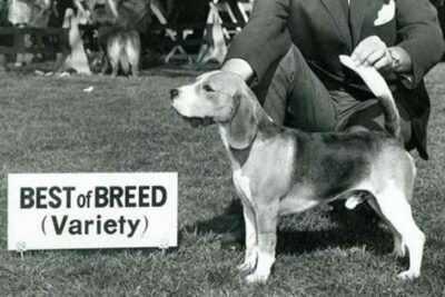 Beagle History: Where the Breed Originated